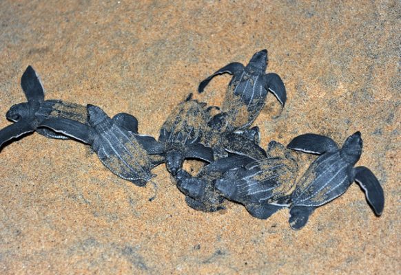 WWF-TELMEX/TELCEL Foundation Partnership releases 420 olive ridley sea ...