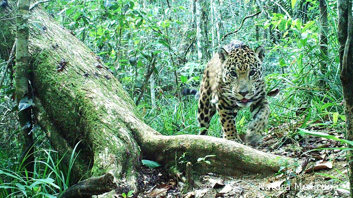Conservation of the Lacandon Jungle in Chiapas - Carlos Slim Foundation