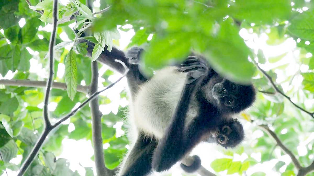 Conservation of the Lacandon Jungle in Chiapas - Carlos Slim Foundation