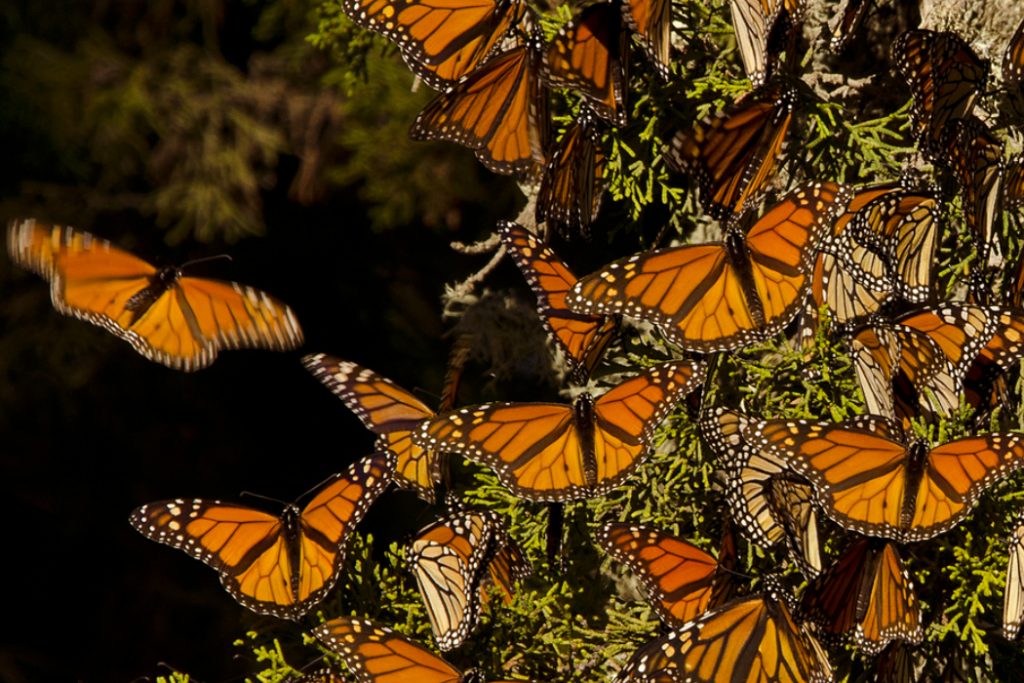 monarca - Fundación Carlos Slim