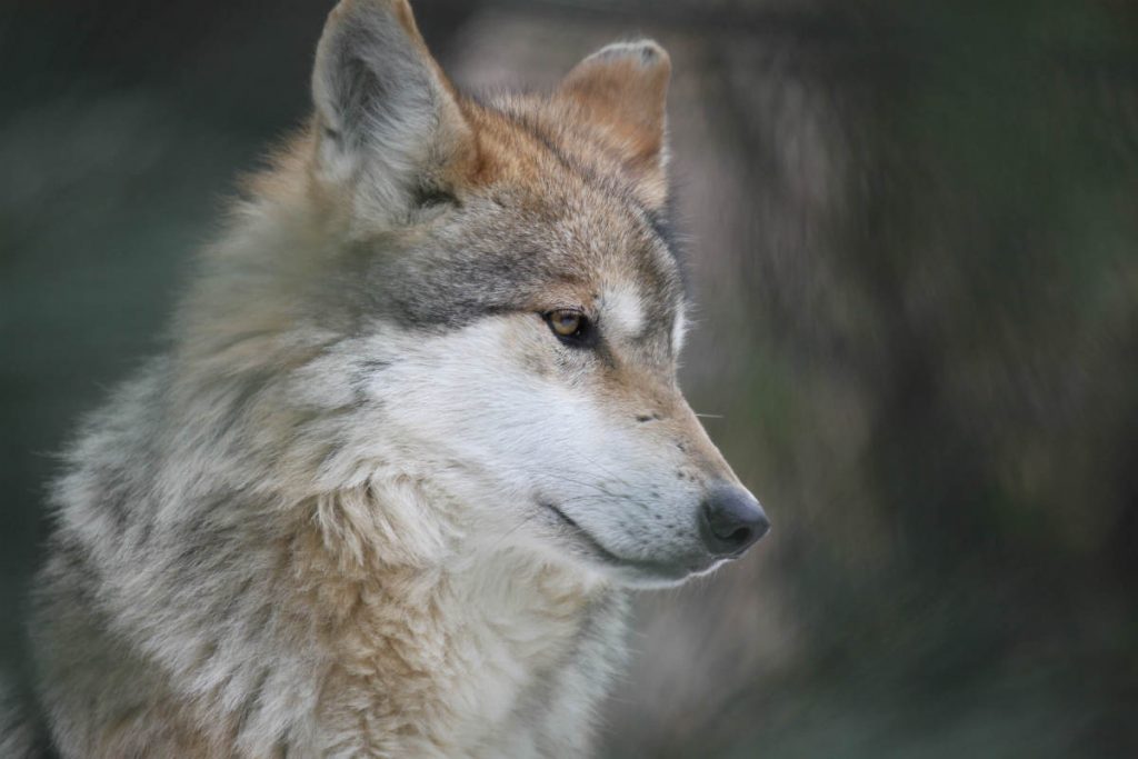 Lobos mexicanos llegan al zoológico de León - Fundación Carlos Slim