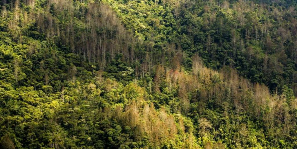 alianza-wwf-fundacion-carlos-slim-selva-zoque-1 - Fundación Carlos Slim