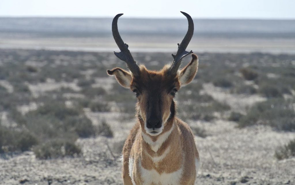 Se liberan 100 ejemplares de berrendo mexicano en Chihuahua - Fundación ...