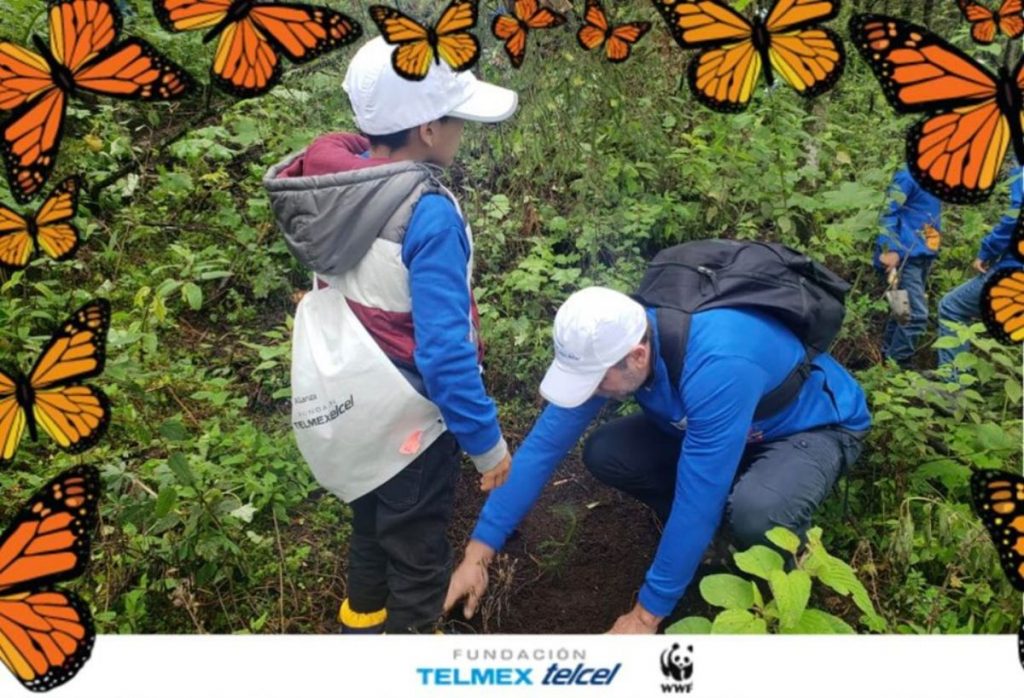 Voluntarios y comunidades se unieron para reforestar los bosques de la ...