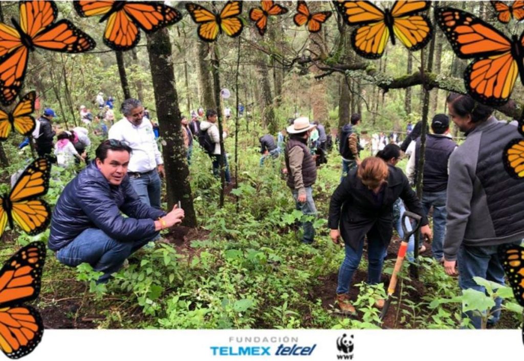 Voluntarios y comunidades se unieron para reforestar los bosques de la ...