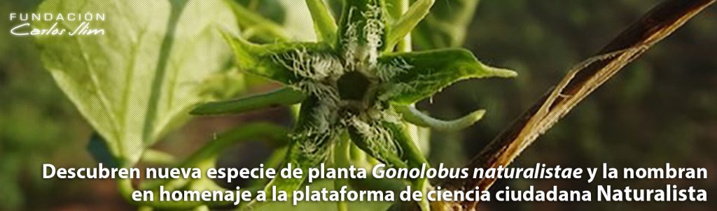 Naturalista_Gonolobus naturalistae - Fundación Carlos Slim