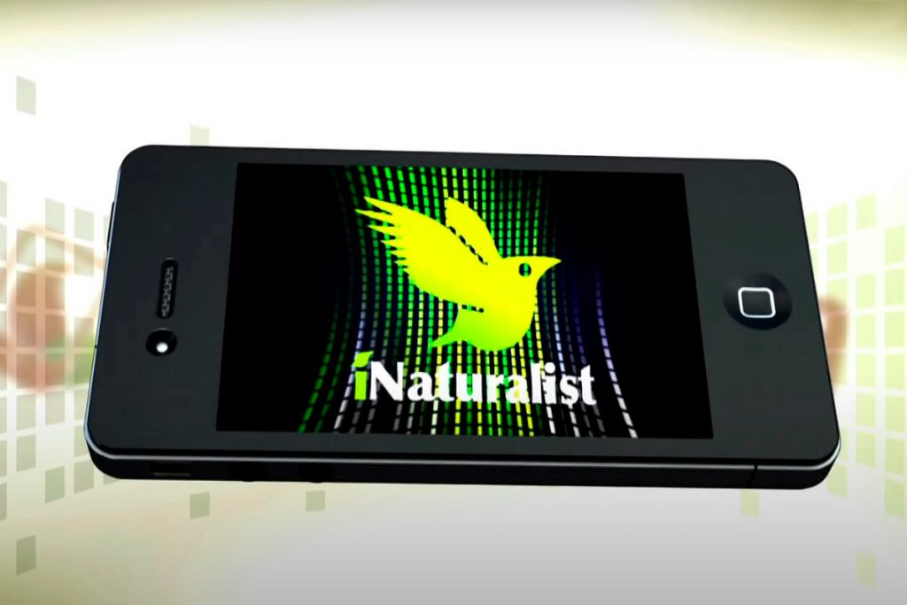 Conoce Naturalista, plataforma enfocada en la observación y ...