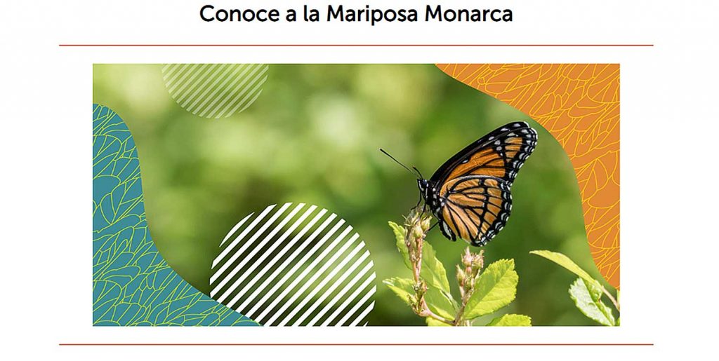 curso-mariposa-monarca - Fundación Carlos Slim