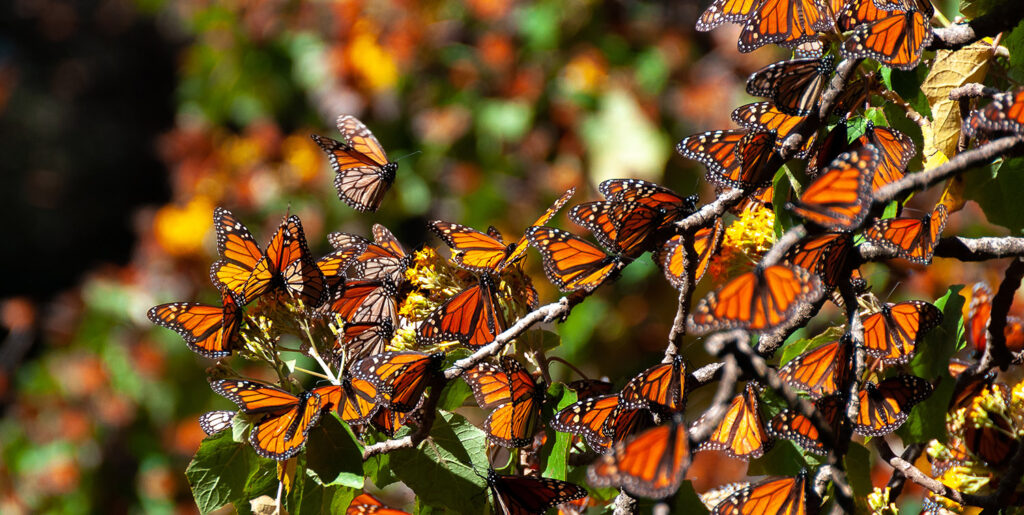 Monarch,Butterfly,Biosphere,Reserve,,Michoacan,,Mexico - Fundación ...