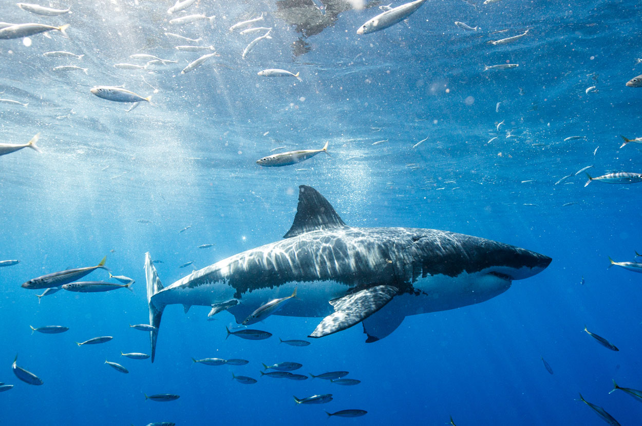 Tiburones: impresionantes protectores de los océanos - Fundación Carlos ...