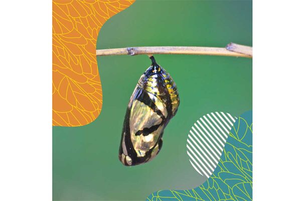 Conoce a la Mariposa Monarca: Curso impartido por el Pabellón Nacional ...