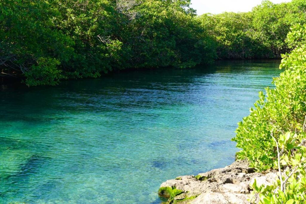 Aprende qué es un área natural protegida y su importancia para la vida ...